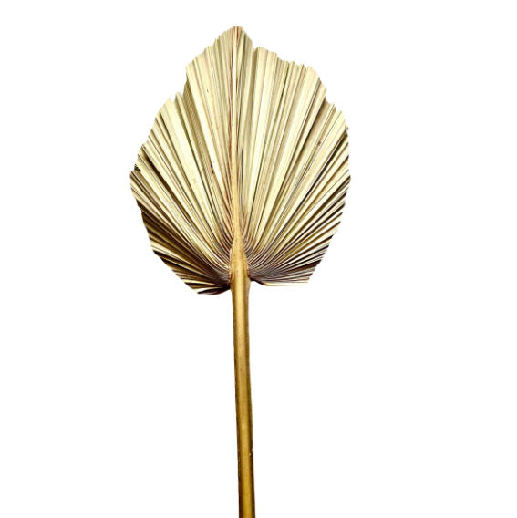 Dried Cut Fan Palm Stem 90cm - Natural - Campbell & Bradley Flowers